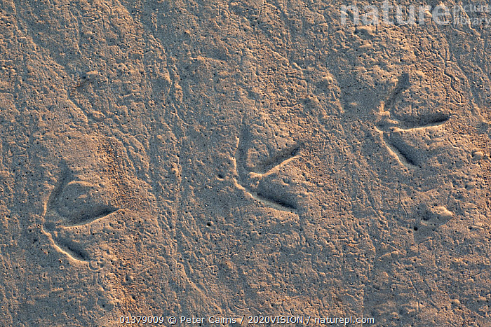 Stock photo of Wader footprints in mudflats, Morecambe Bay, Cumbria ...