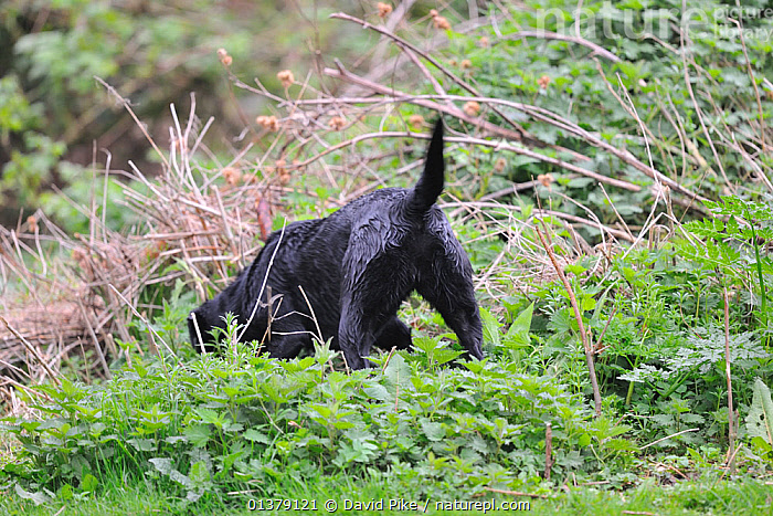 Stock photo of Rear view of wet Black Labrador in undergrowth ...