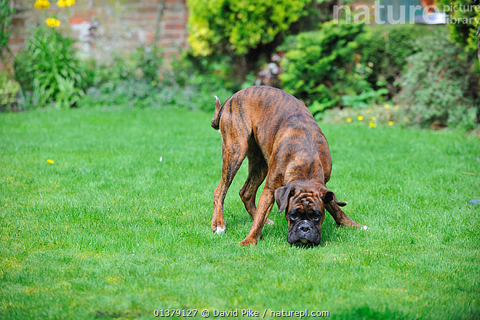 Stock photo of Boxer sniffing ground in garden. Available for sale on ...
