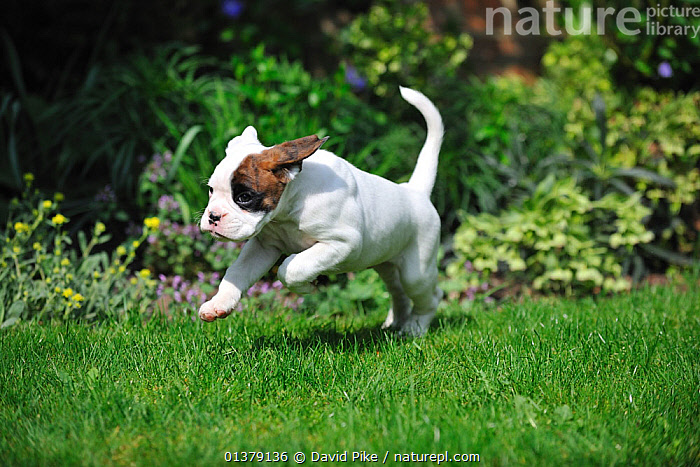 Stock photo of Boxer puppy running in garden. Available for sale on www ...