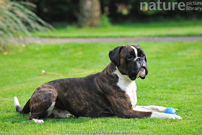 Stock photo of Boxer lying on ground with ball. Available for sale on ...