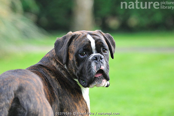 Stock photo of Boxer looking back over shoulder, portrait. Available ...