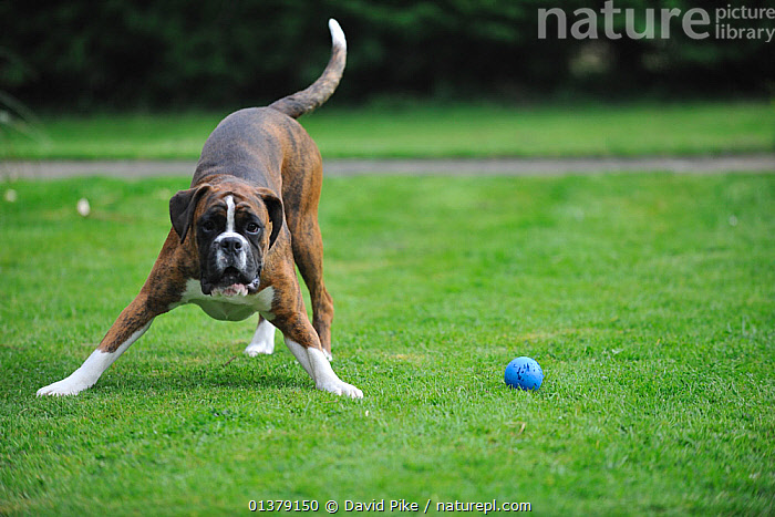 Stock photo of Boxer playing with ball. Available for sale on www ...