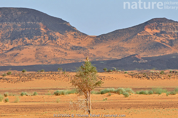 Stock photo of Booted Eagle (Aquila pennata) in tree set in arid ...