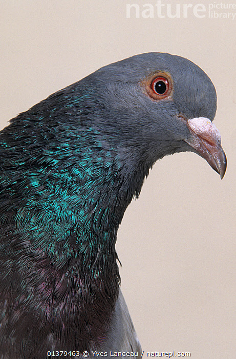 Stock photo of Domestic Pigeon (Texan Pioneer) hen portrait.. Available ...