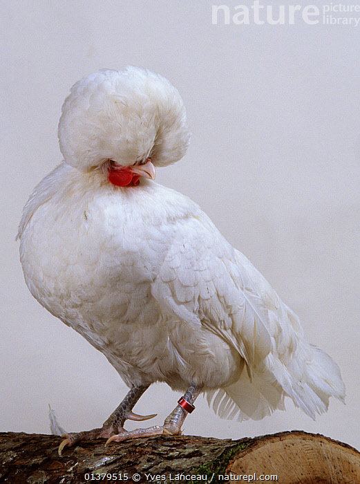 Stock photo of Padoue White Padovana Hen, cock, studio portrait ...