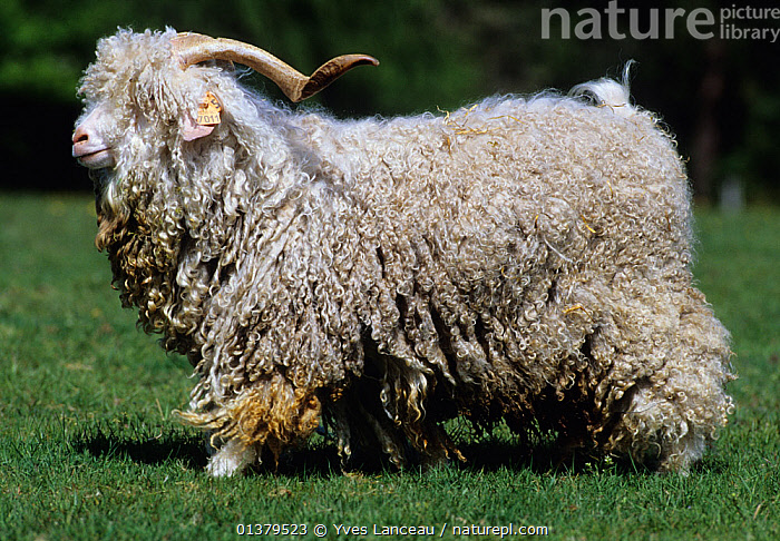 Stock photo of Domestic goat (Capra hircus) Angora male, France ...