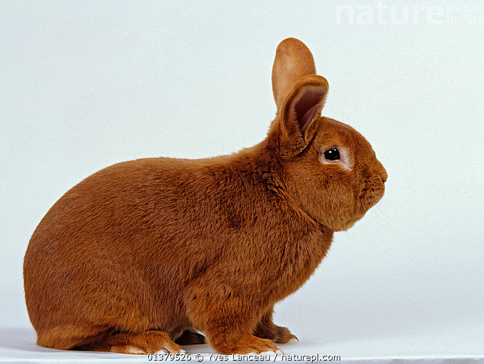 Stock photo of Domestic rabbit, Fauve de Bourgogne, male, studio ...