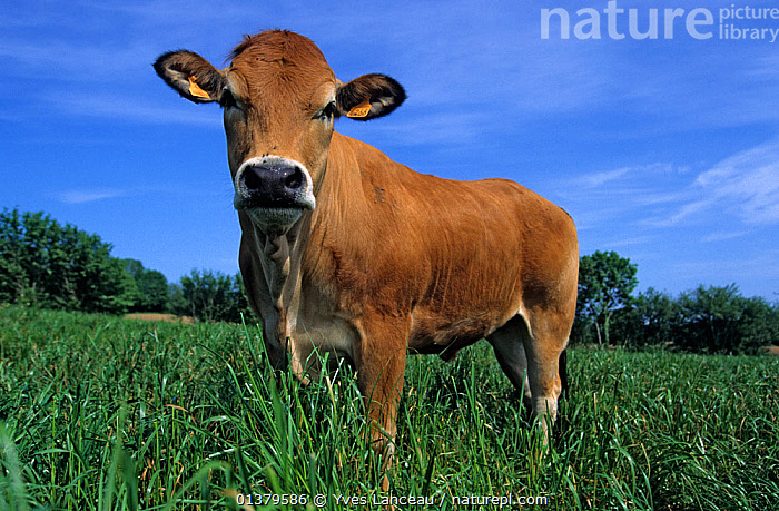 Stock photo of Domestic cattle (Bos taurus) Parthenaise cow, France ...