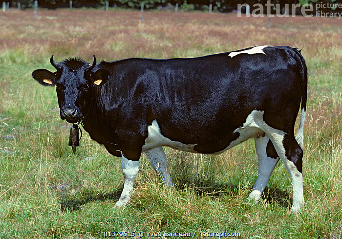 Stock photo of Domestic cattle (Bos taurus) Bretonne Pie Noire cow with ...