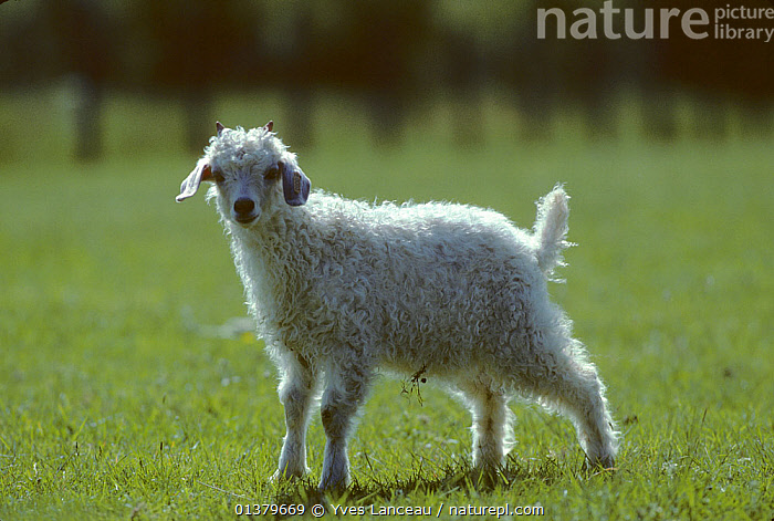 Angora Goat Kid
