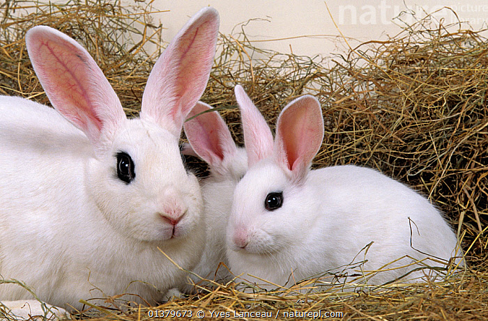 Stock photo of Domestic rabbit, Blanc de Hotot, doe rabbit and two ...