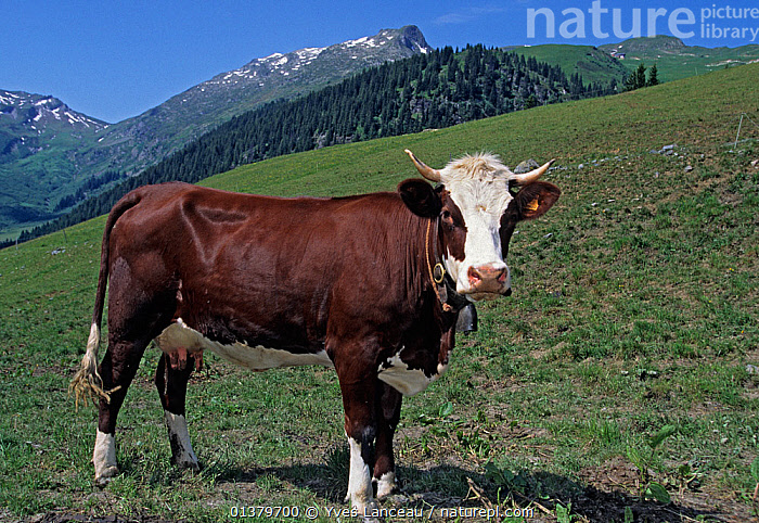 Stock photo of Domestic cattle (Bos taurus) Abondance cow on hillside ...