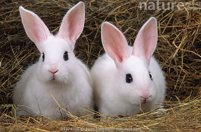 Stock photo of Domestic rabbit, Blanc de Hotot, two young rabbits, 6 ...