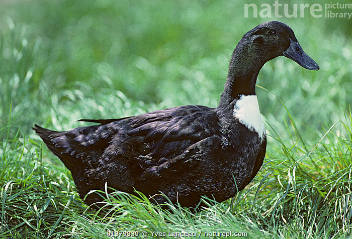 Stock photo of Domestic Duck (Duclair Blue) female.. Available for sale ...