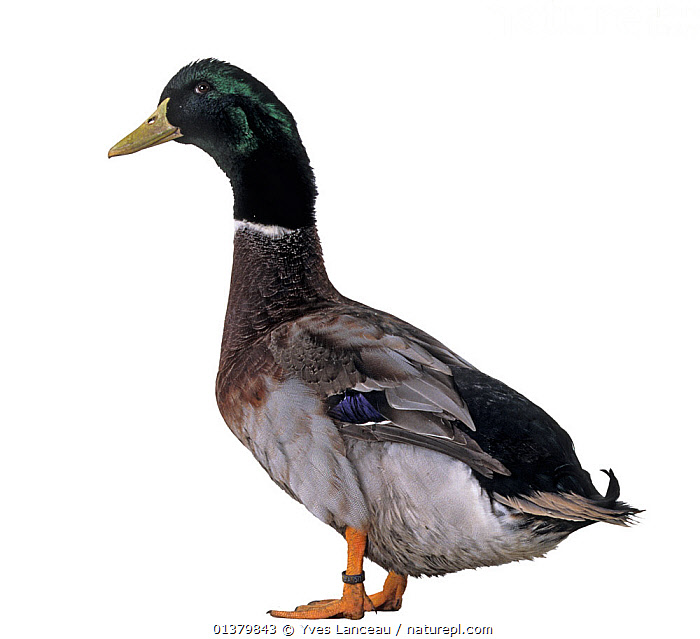 Stock photo of Domestic Duck (Rouen Clair / Light Rouen) male in ...
