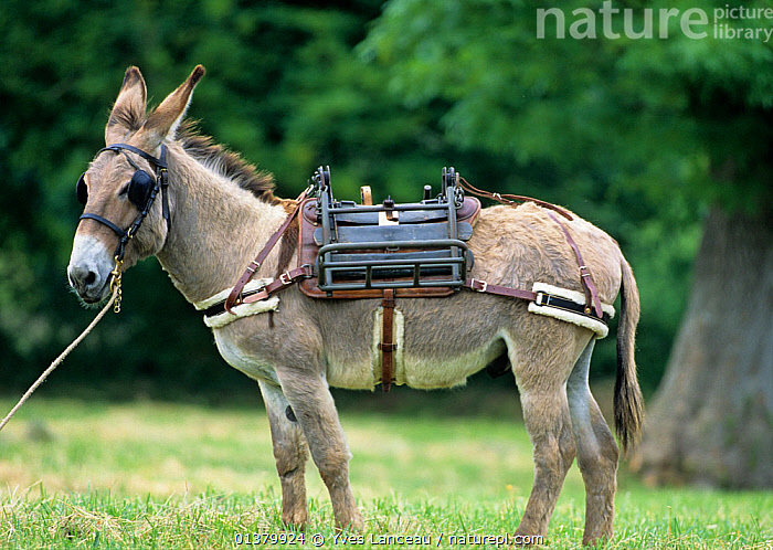 Stock photo of Domestic donkey (Equus asinus) Donkey of Cotentin ...