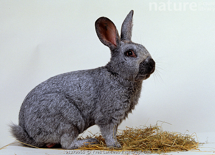 Stock photo of Domestic rabbit, Champagne d'Argent, male, studio ...
