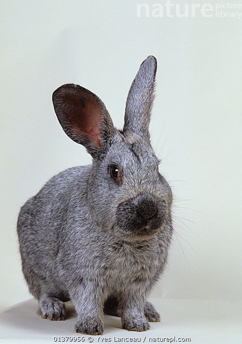 Stock photo of Domestic rabbit, Champagne d'Argent, male, studio ...