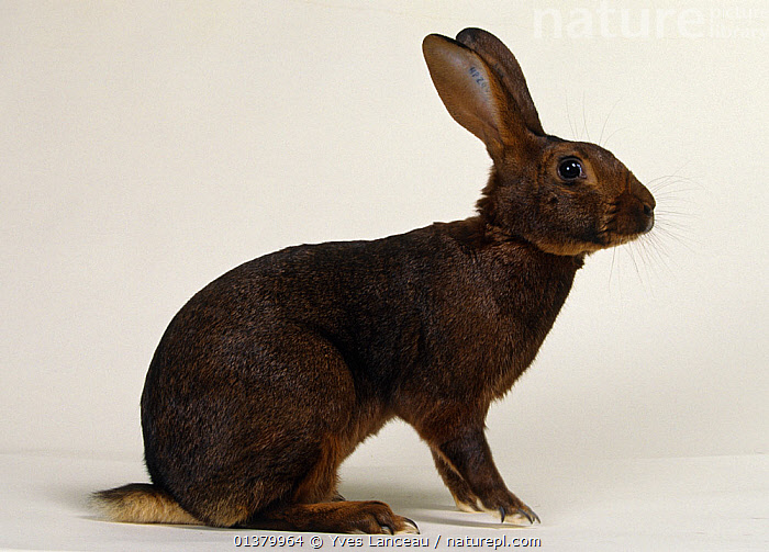Stock photo of Domestic rabbit, Belgium Hare, male, studio portrait ...
