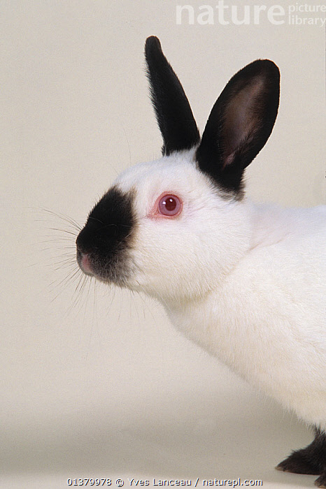 Stock photo of Domestic rabbit, Russian Rabbit, male, studio portrait ...