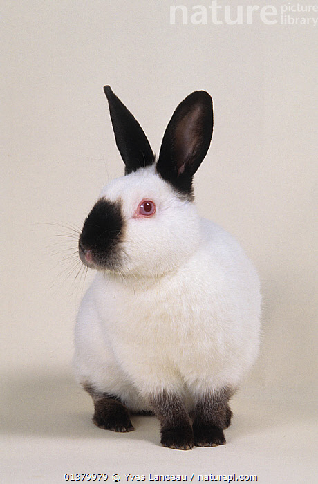 Stock photo of Domestic rabbit, Russian Rabbit, male, studio portrait ...