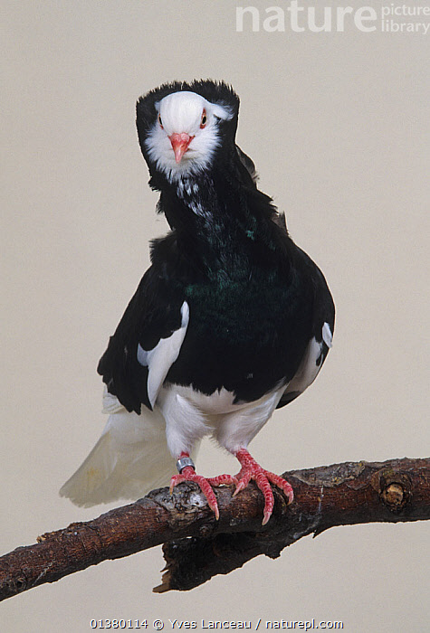 Stock photo of Domestic Pigeon (Old Dutch Capuchine).. Available for ...