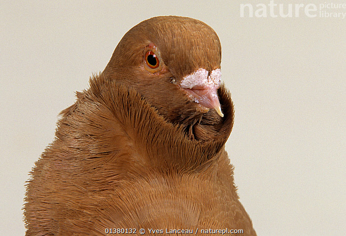 Stock photo of Domestic Pigeon (Chinese Owl).. Available for sale on ...