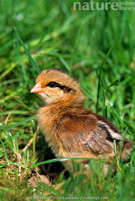 Stock photo of Gauloise doree Hen, chick, 4 days, France. Available for ...