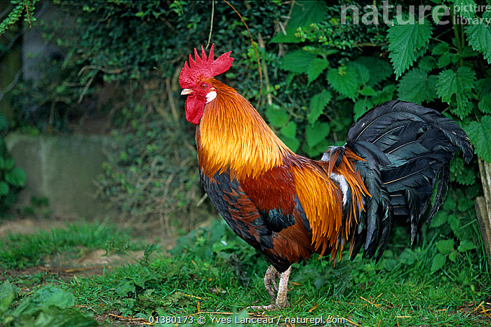Stock photo of Gauloise doree Hen, cock in farmyard, France. Available ...