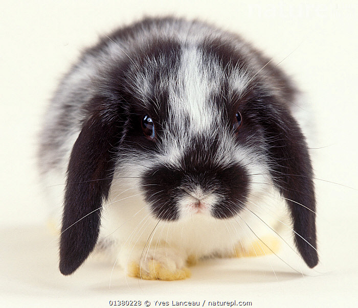 Stock photo of Domestic rabbit, Mini Lop, black and white, studio ...