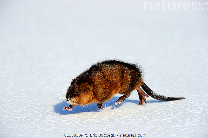 Stock photo of Muskrat (Ondatra zibethicus) walking on snow, Quebec ...
