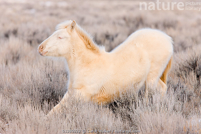 Stock photo of Mustang / wild horse, yearling cremello colt Claro in ...