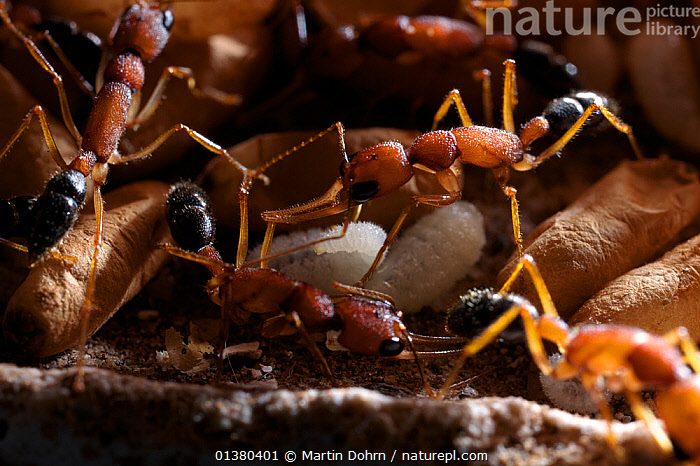 Stock photo of Jumping ant (Harpegnathos saltator) guarding pupae and ...
