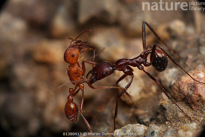 Stock photo of Maricopa harvester ant (Pogonomyrmex maricopa) fighting ...