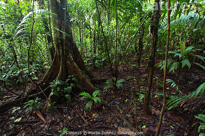 Stock photo of La Selva forest, Costa Rica, South America,. Available ...