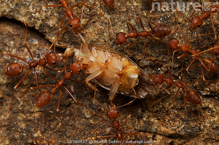 Stock photo of Weaver ants (Oecophylla sp) with cockroach prey, Sri ...