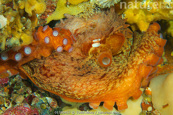Stock photo of Giant Pacific octopus (Enteroctopus dofleini) Port Hardy ...