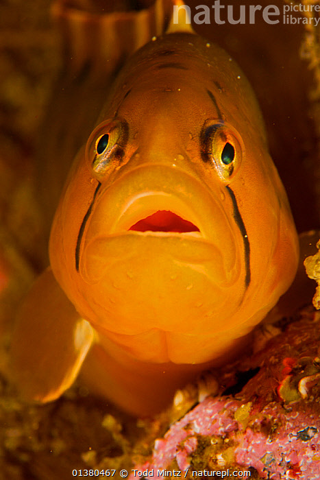 Stock photo of Penpoint gunnel (Apodichthys flavidus) Port Hardy ...