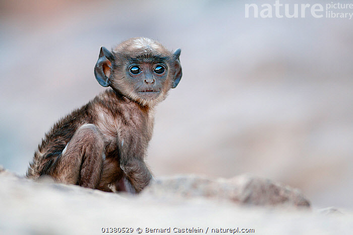 Stock photo of Southern plains grey langur (Semnopithecus entellus ...