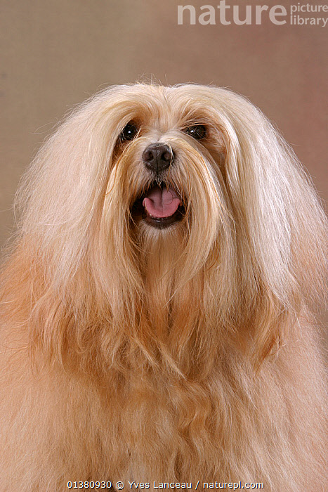 Stock photo of Havanese / Havana Silk Dog, studio portrait, France ...