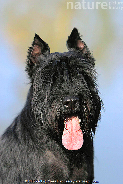 Stock photo of Giant Schnauzer dog, head portrait, France. Available ...