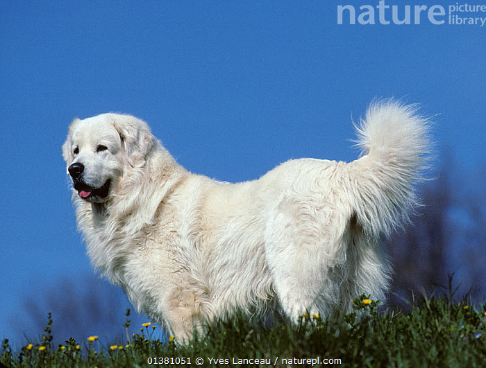 Stock photo of Domestic dog, Polish tetra sheepdog / Owczarek ...