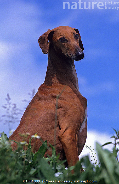 Stock photo of Domestic dog, Azawakh, female, sitting portrait, France ...