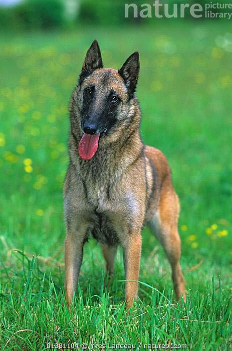 Stock photo of Domestic dog, Belgian Shepherd dog / Belgian Sheepdog ...