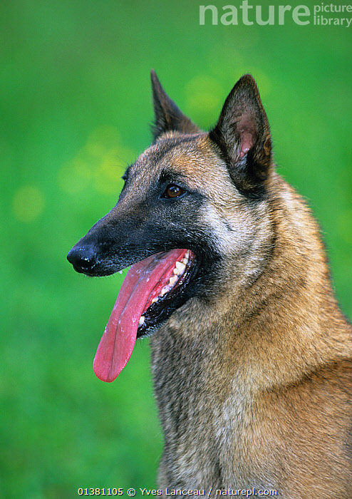 Belgian Shepherd Face