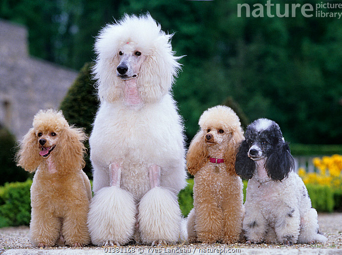 Stock photo of Domestic dog, one Standard Poodle (with fur clipped) and ...
