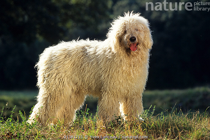 Stock photo of Domestic dog, Hungarian Sheepdog / Komondor, puppy ...