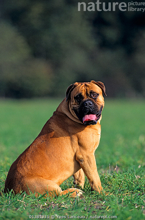 Stock photo of Domestic dog, Bullmastiff, male, red colour, sitting ...