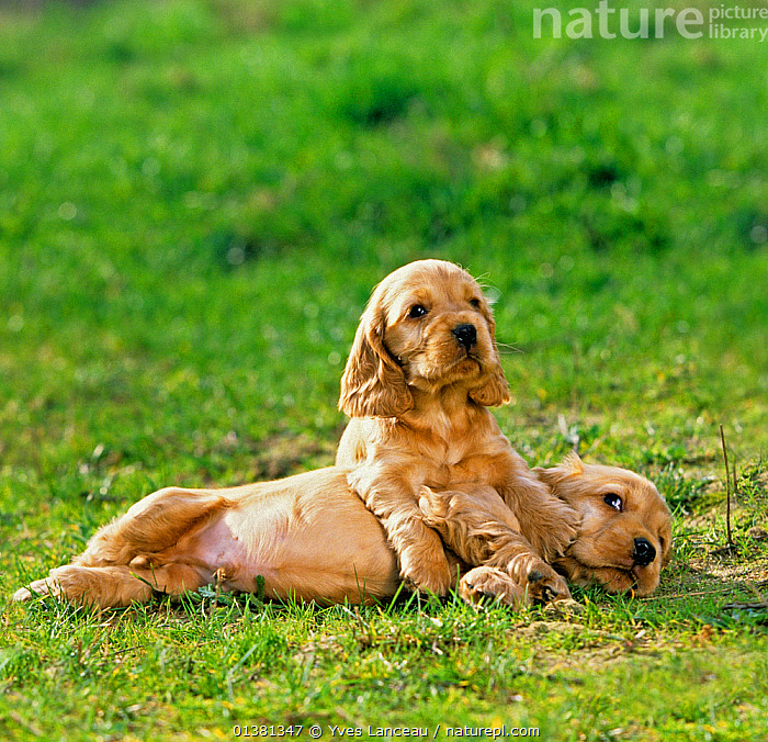 Stock photo of Domestic dog, English Cocker spaniel, two puppies, one ...